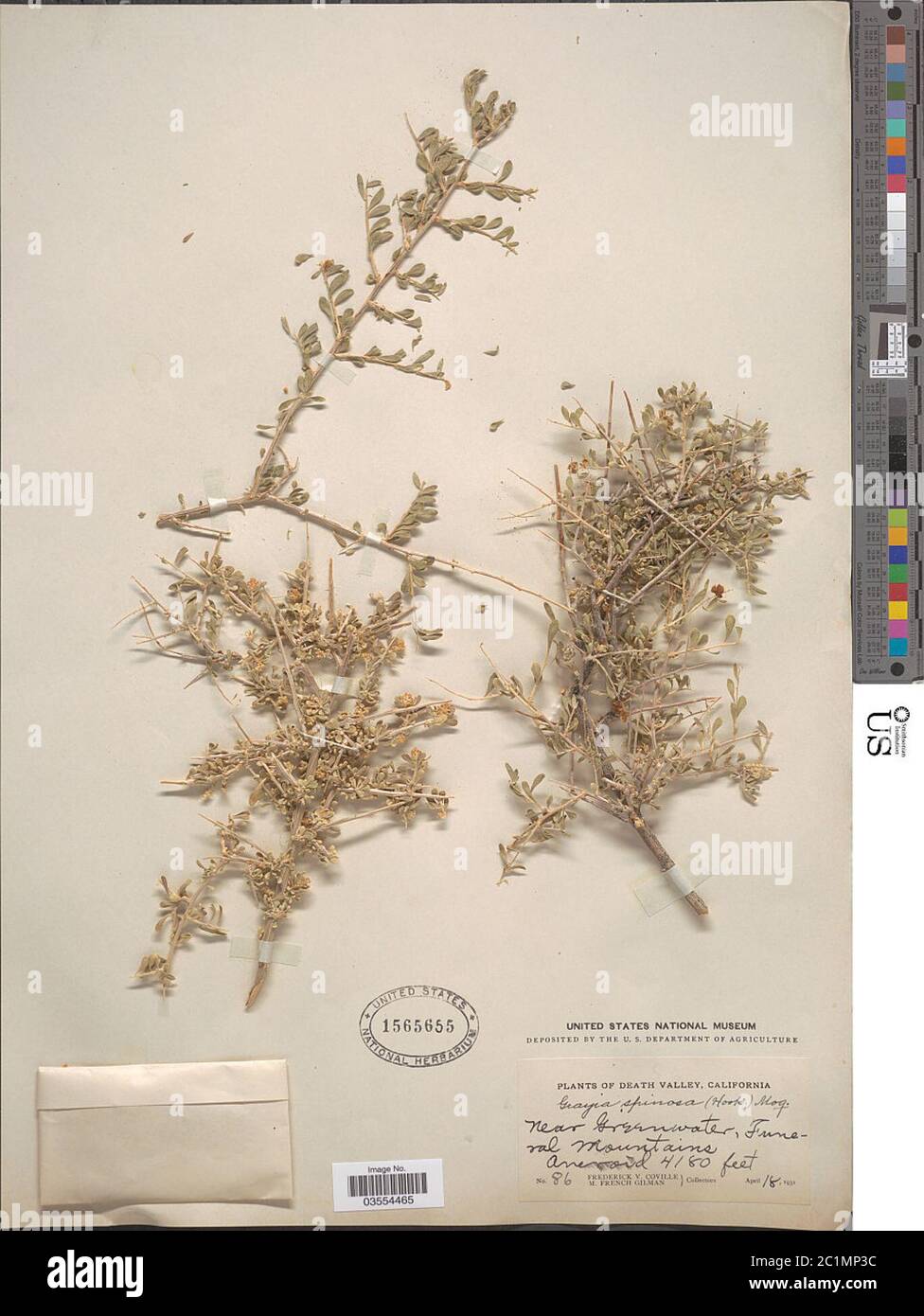 Grayia spinosa Hook Moq Grayia spinosa Hook Moq Stock Photo - Alamy