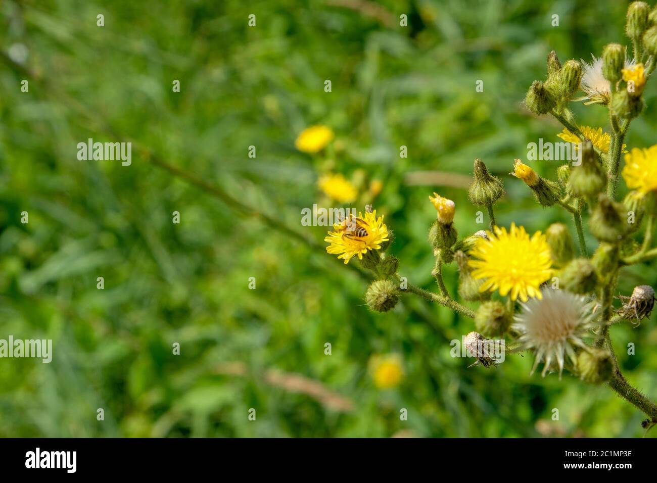 Beautiful field yellow small flowers hi-res stock photography and ...