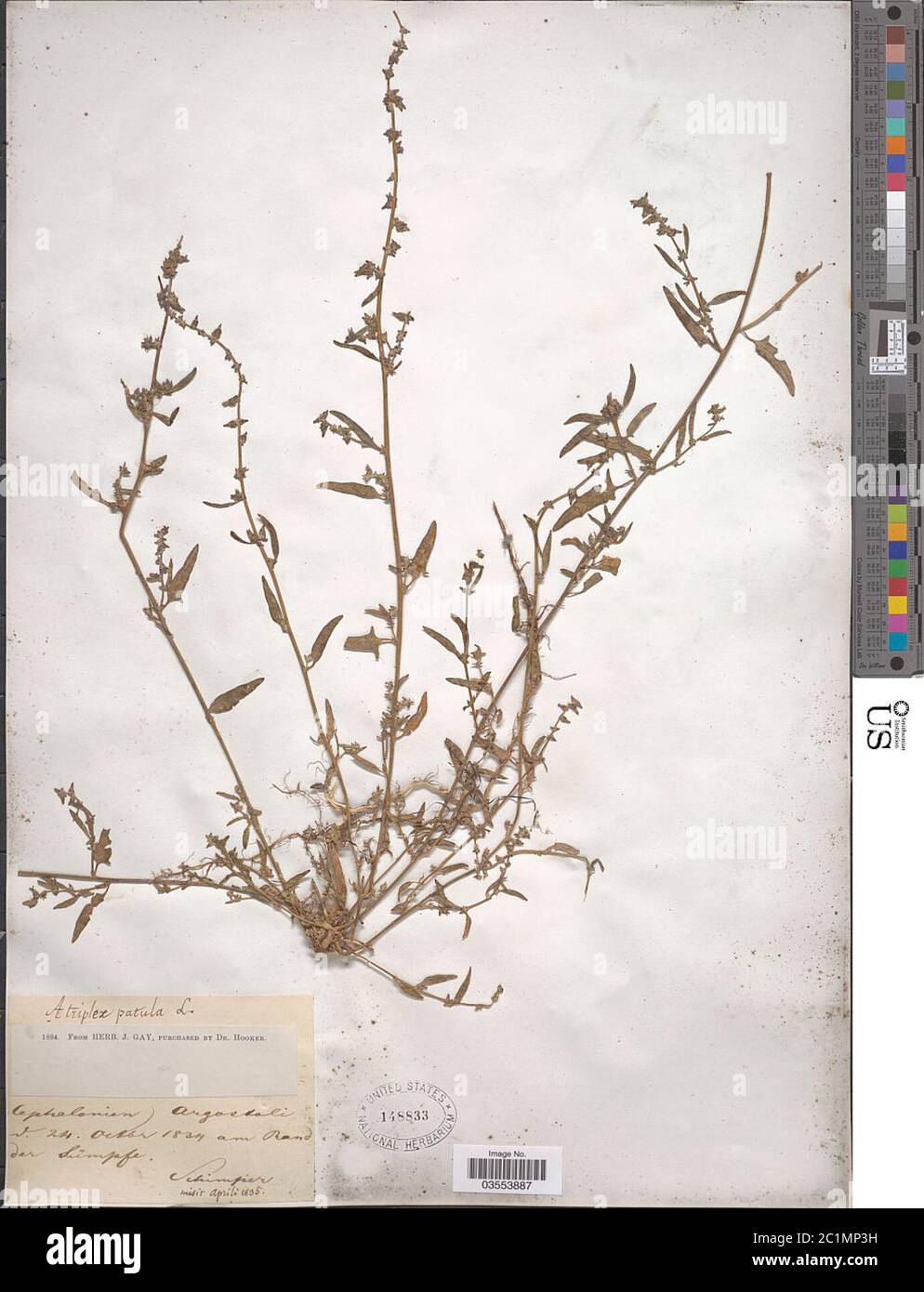 Atriplex patula L Atriplex patula L Stock Photo - Alamy