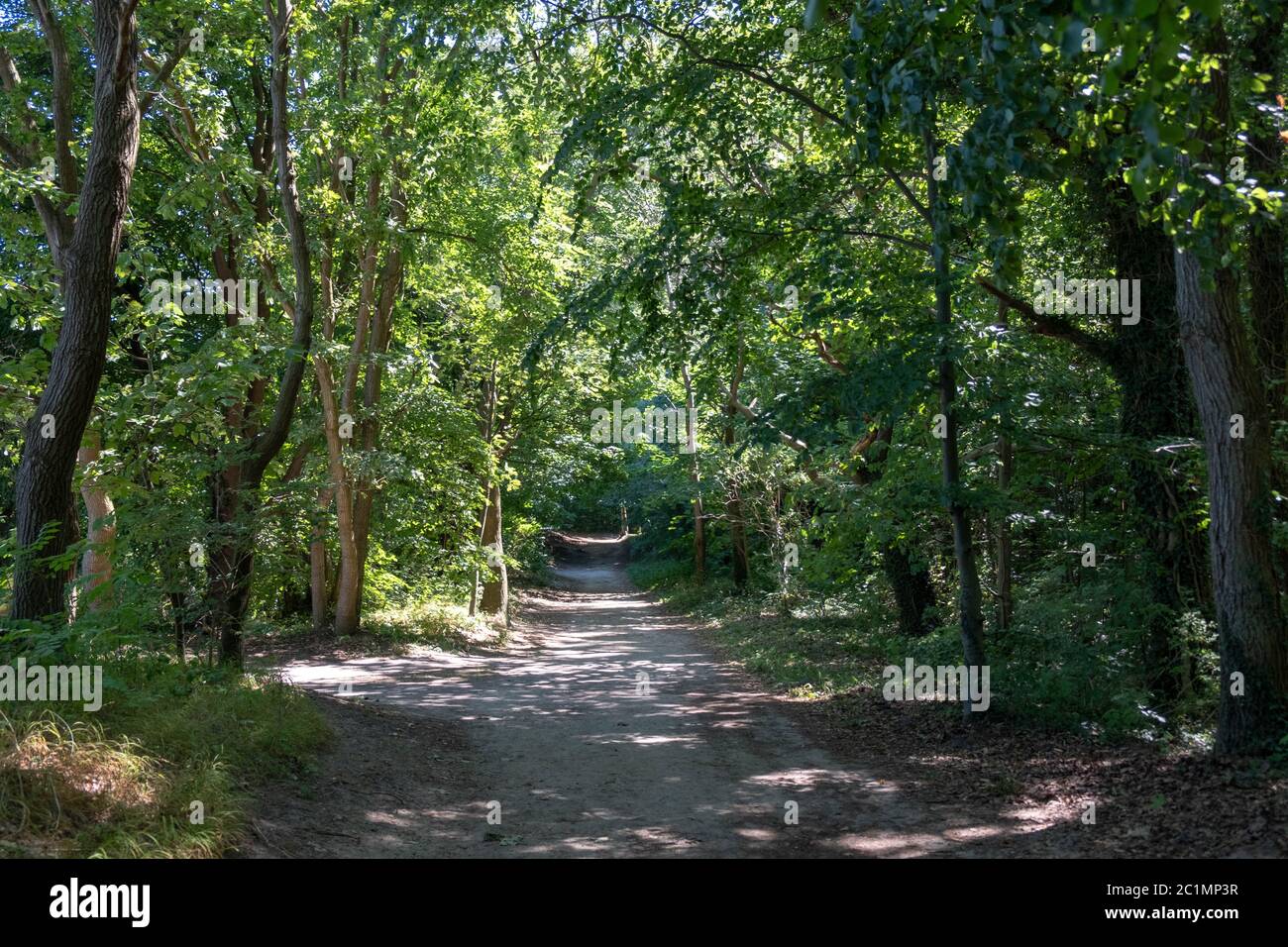 a dark forest path Stock Photo - Alamy