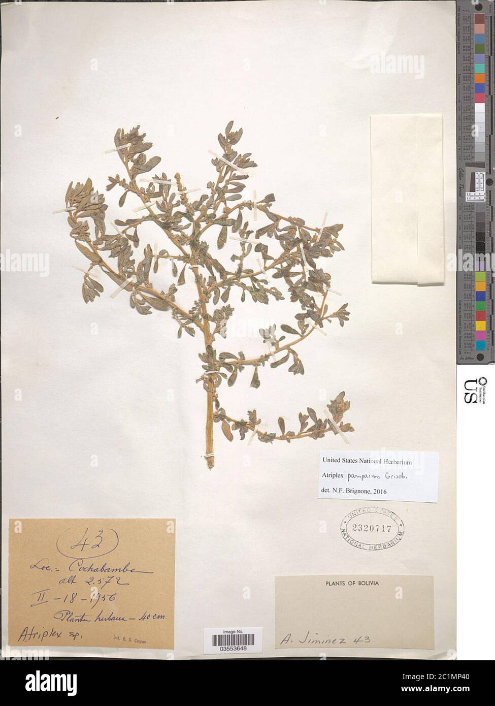 Atriplex sp Atriplex sp Stock Photo - Alamy