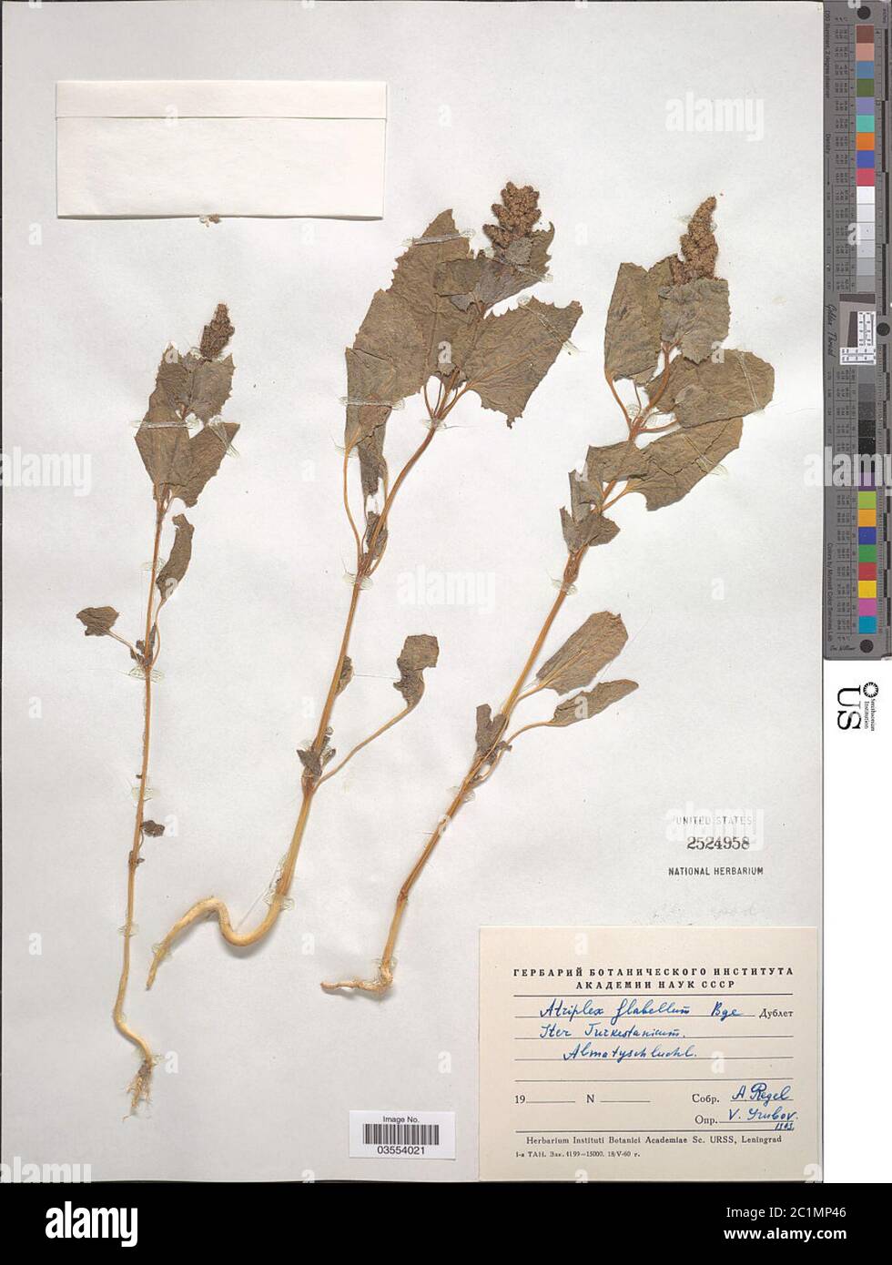 Atriplex flabellum Bunge Boiss Atriplex flabellum Bunge Boiss Stock ...