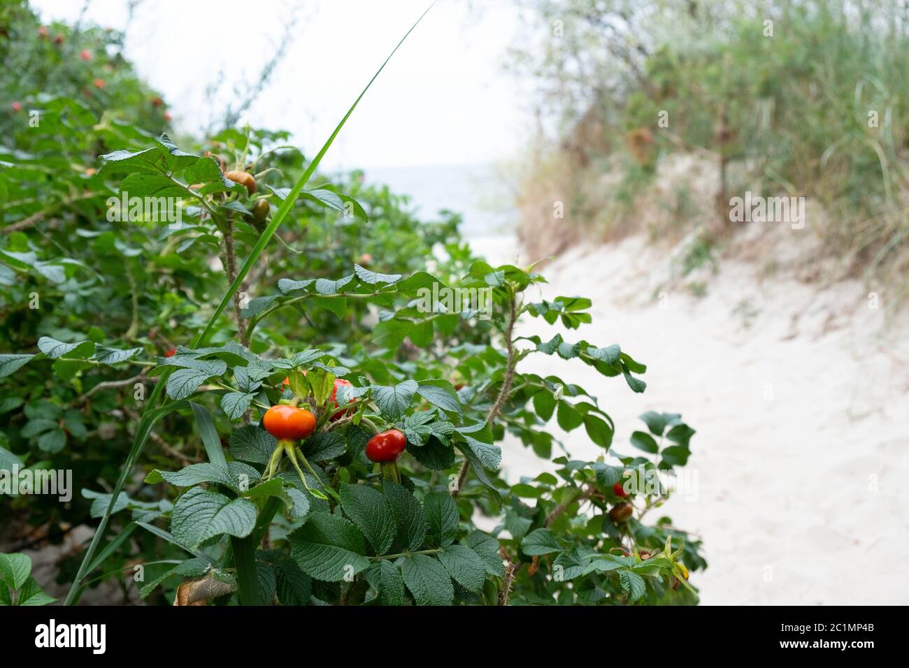 the beach access with bushes of sea buckthorn at the Baltic Sea. the ...