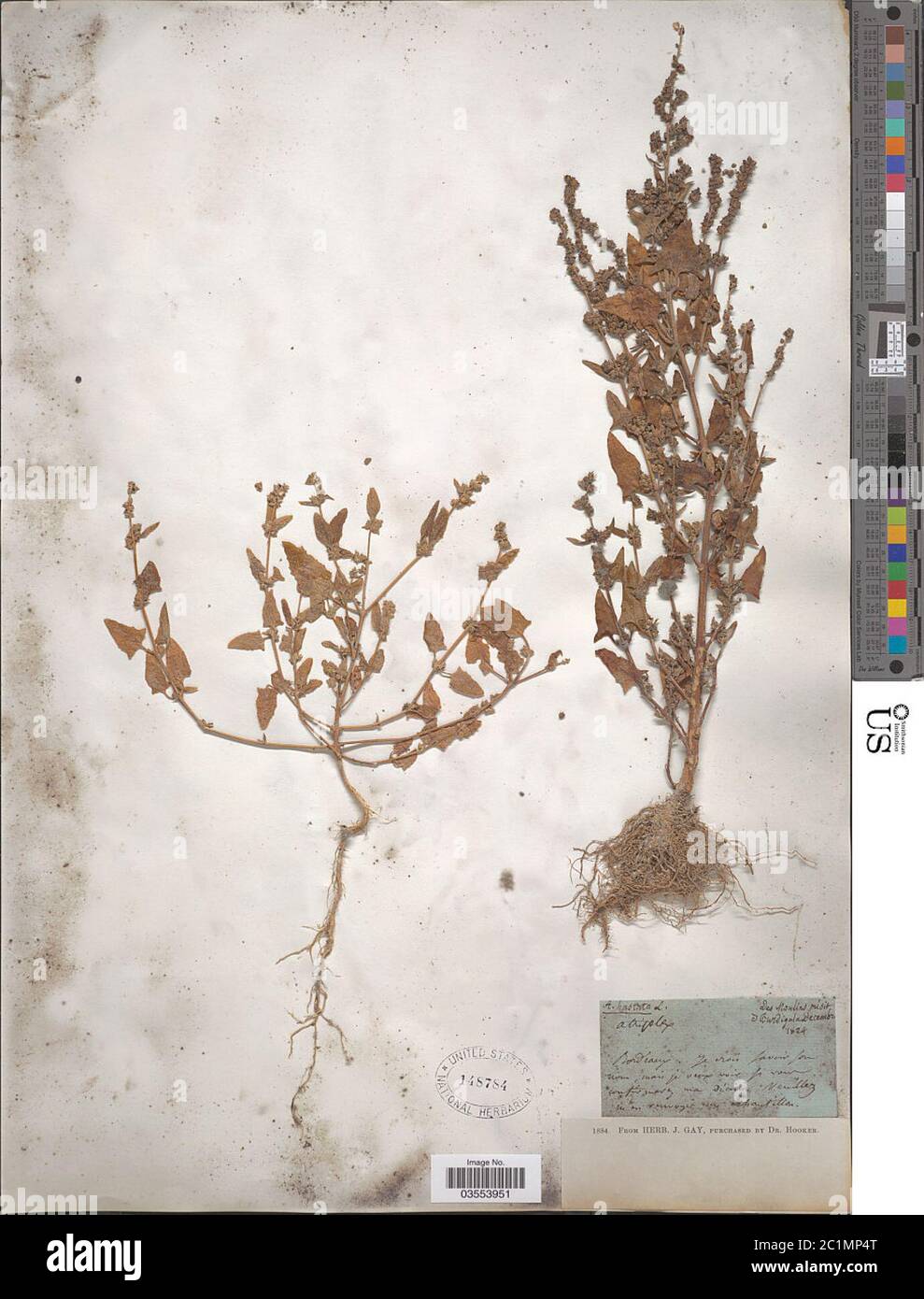 Atriplex sp Atriplex sp Stock Photo - Alamy