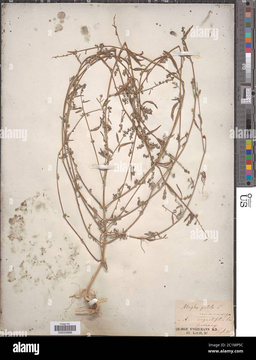 Atriplex patula L Atriplex patula L Stock Photo - Alamy