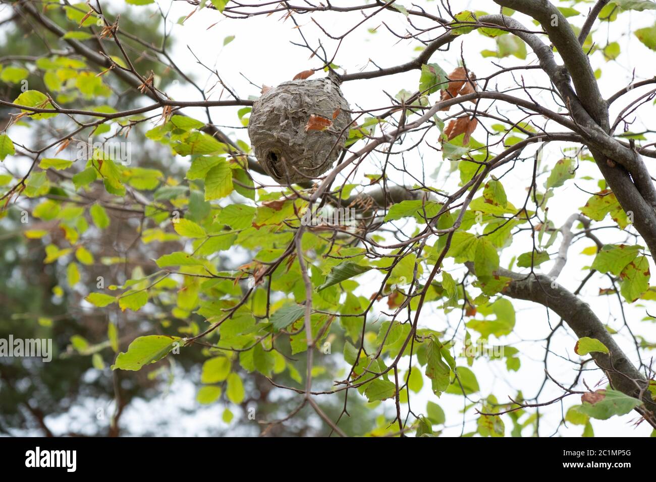Large tree and nest hi-res stock photography and images - Alamy