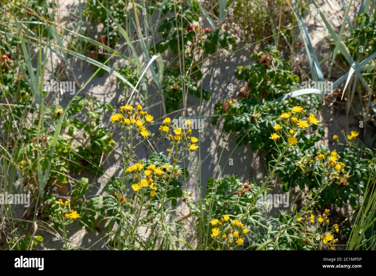 Field of flowers top view hi-res stock photography and images - Alamy
