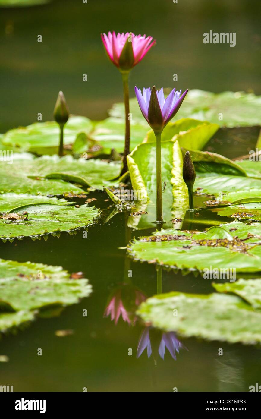 Proteales nucifera hi-res stock photography and images - Alamy