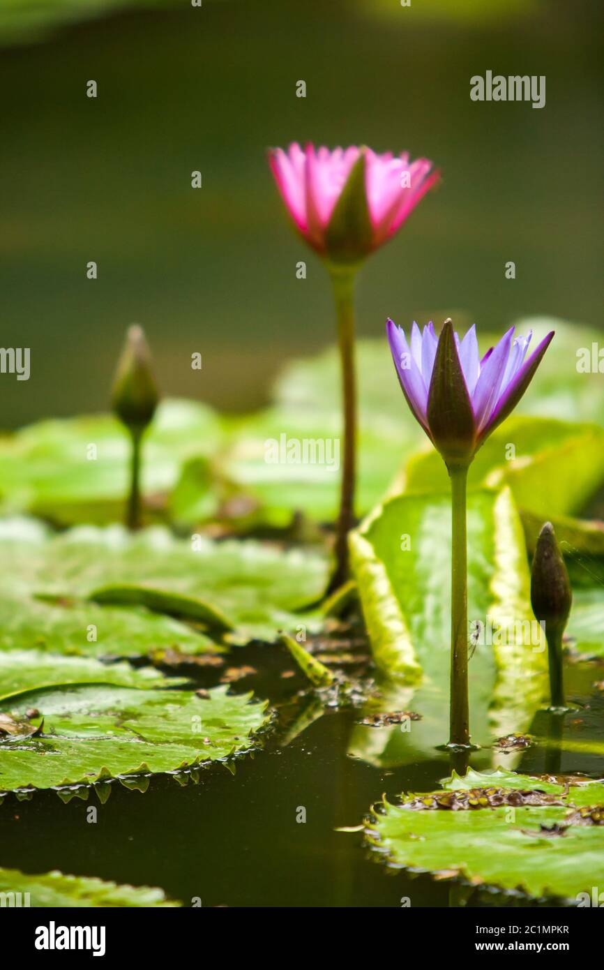 Lotus flower - Nelumbo nucifera Stock Photo - Alamy