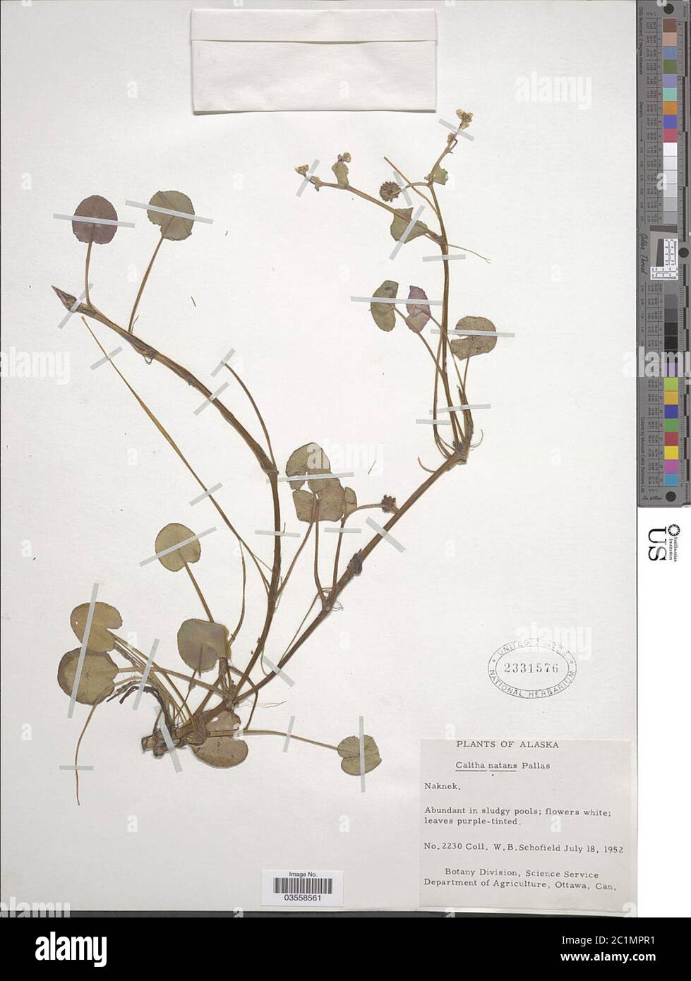 Caltha natans Pall Caltha natans Pall Stock Photo - Alamy