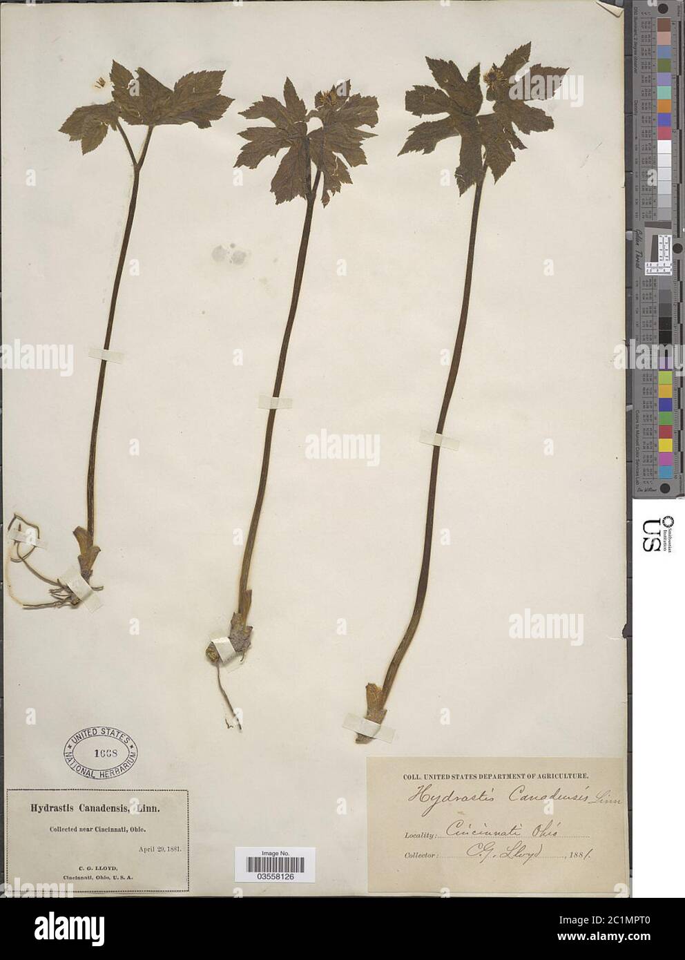 Hydrastis canadensis L Hydrastis canadensis L Stock Photo - Alamy