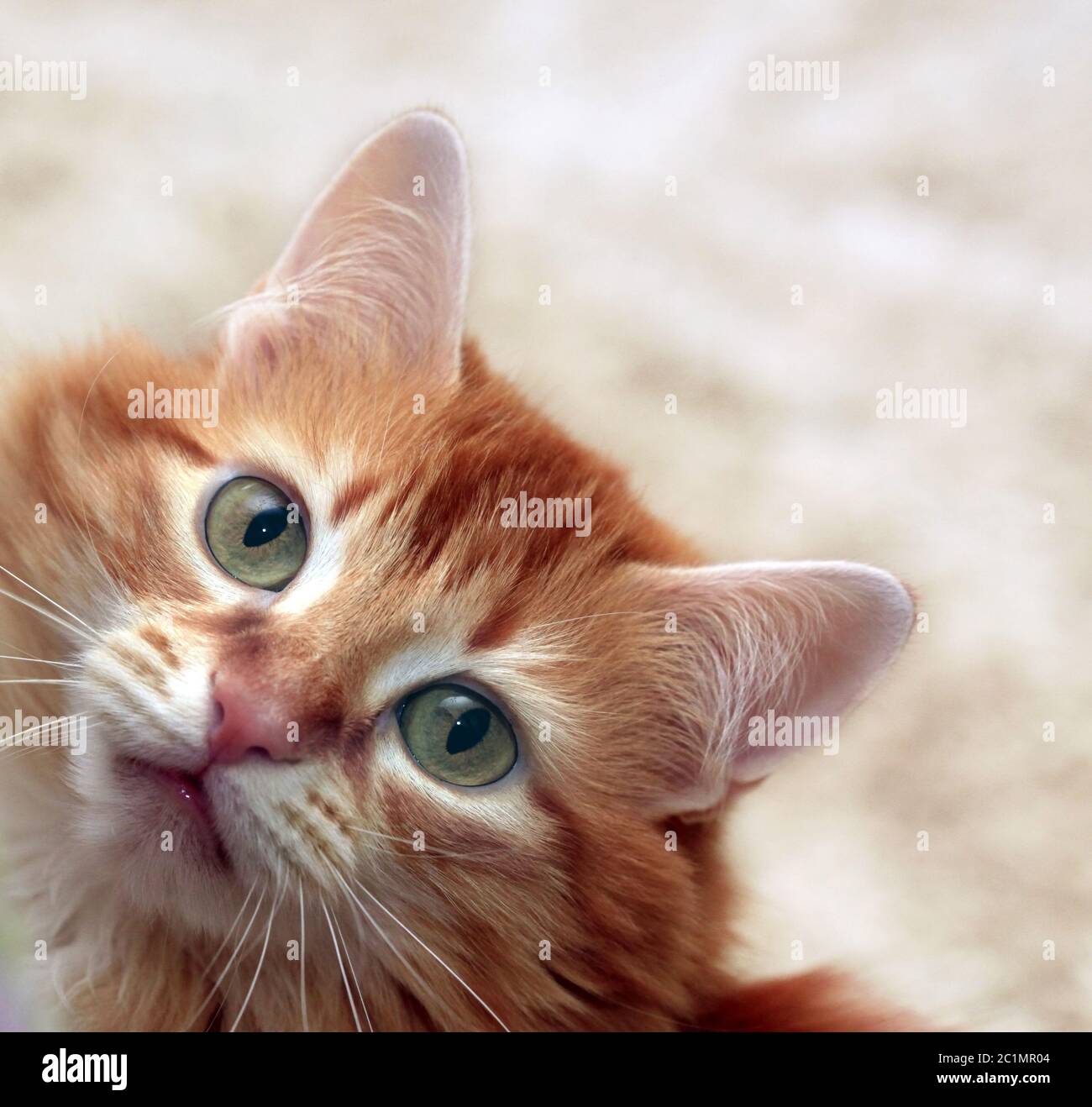 Red haired young cat hi-res stock photography and images - Alamy