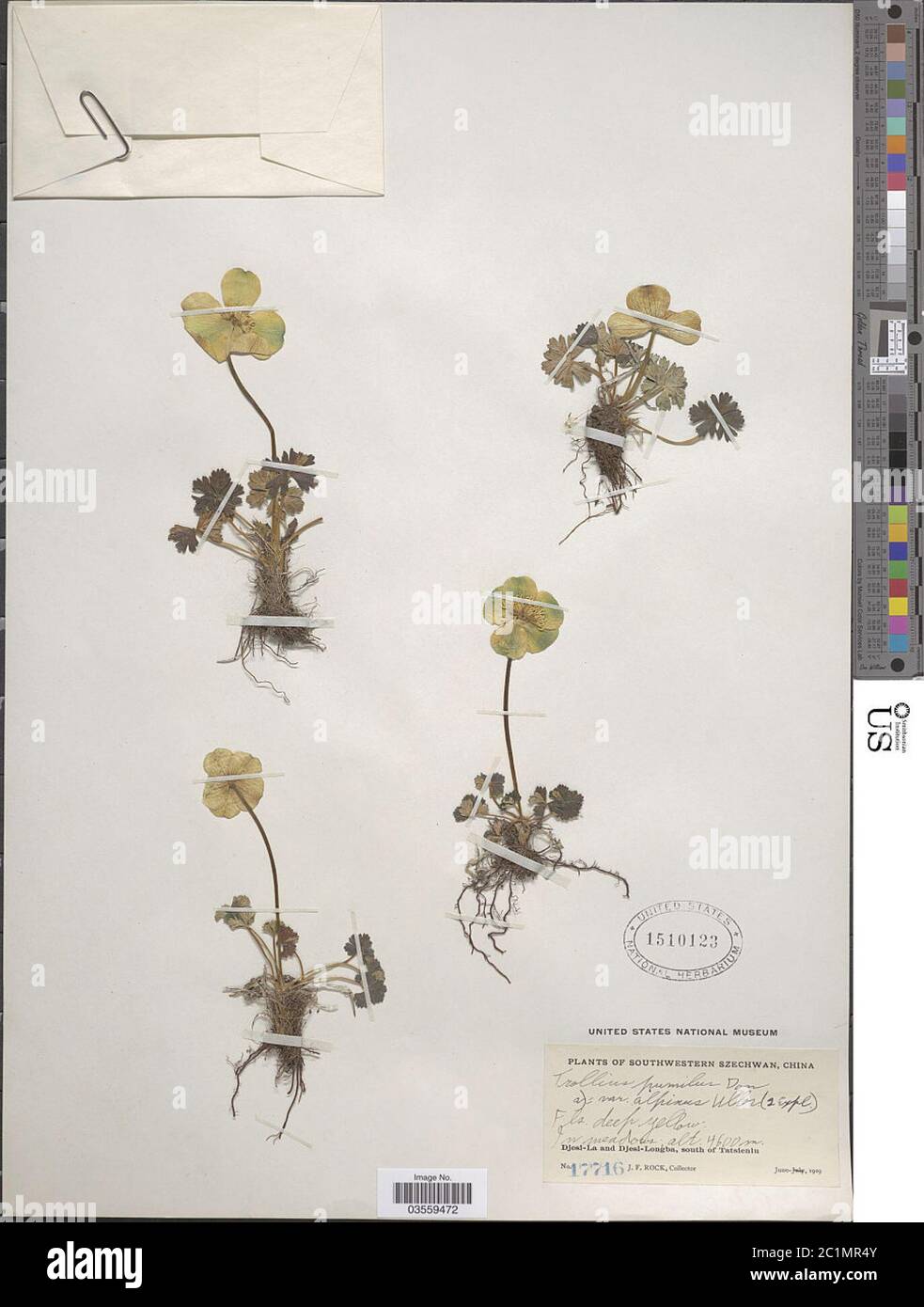 Trollius pumilus hi-res stock photography and images - Alamy