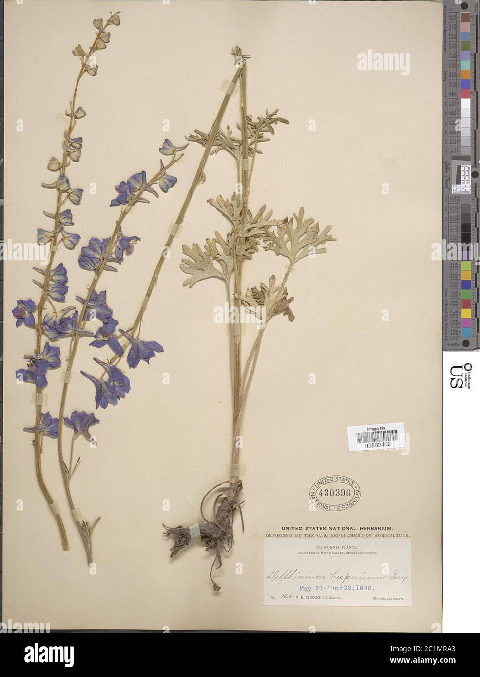 Delphinium hesperium A Gray Delphinium hesperium A Gray Stock Photo - Alamy