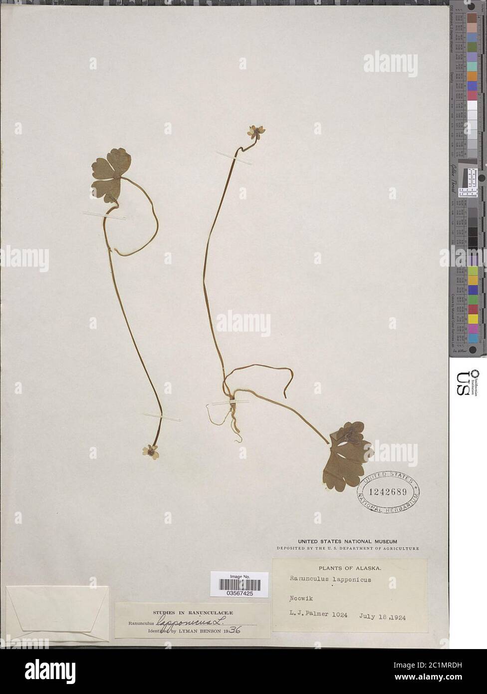 Ranunculus lapponicus L Ranunculus lapponicus L Stock Photo - Alamy