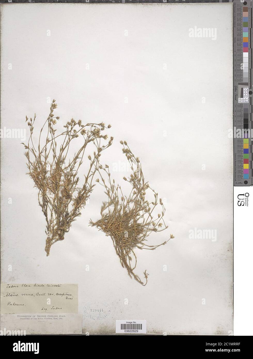Arenaria verna hi-res stock photography and images - Alamy