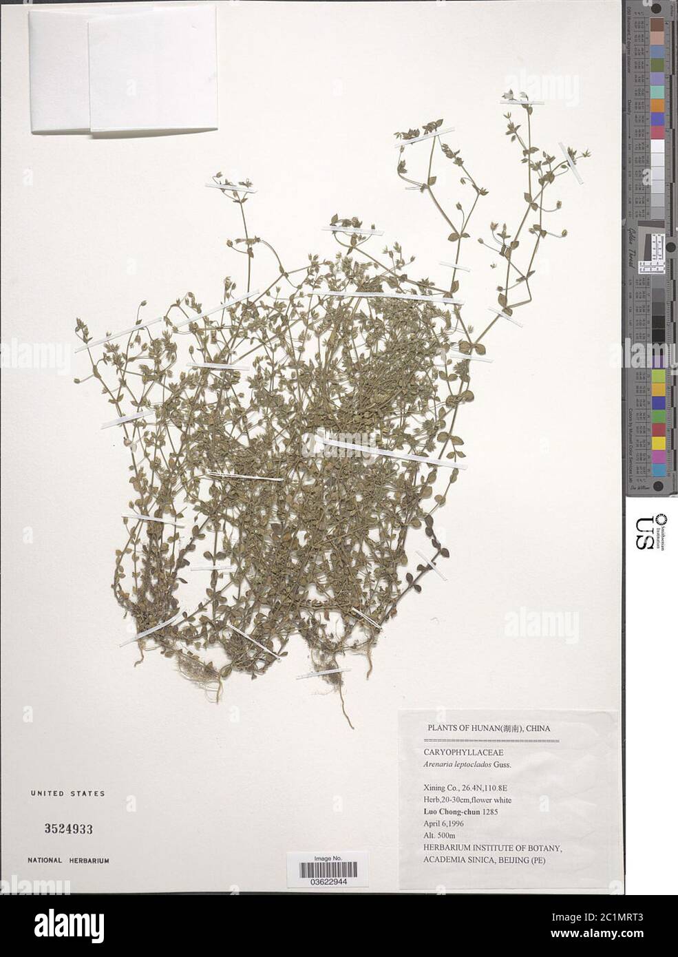 Arenaria leptoclados Rchb Guss Arenaria leptoclados Rchb Guss Stock ...