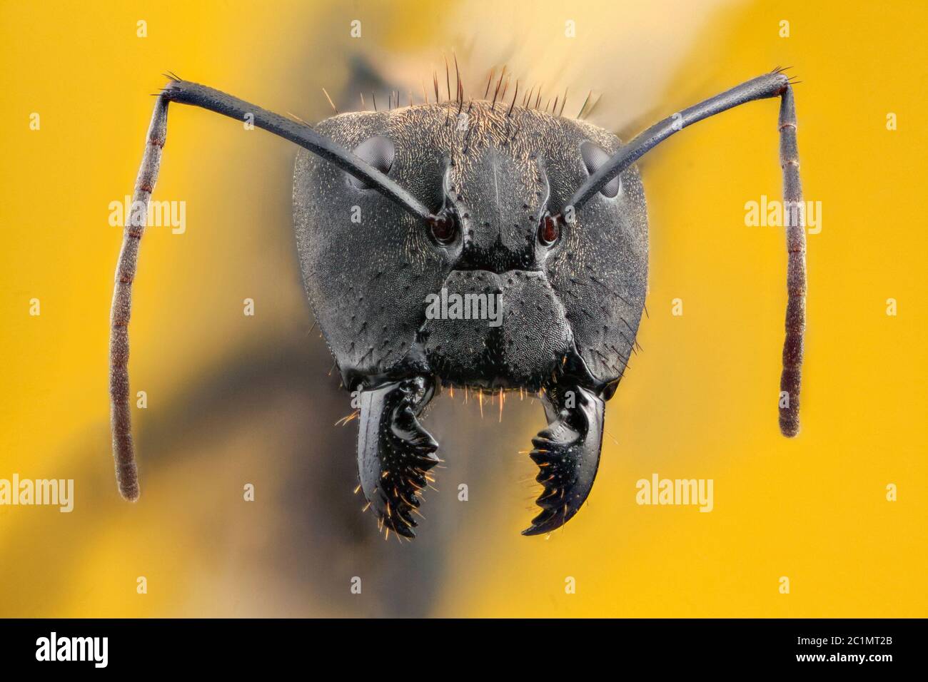 Ant portrait with long jaw in yellow background Stock Photo - Alamy