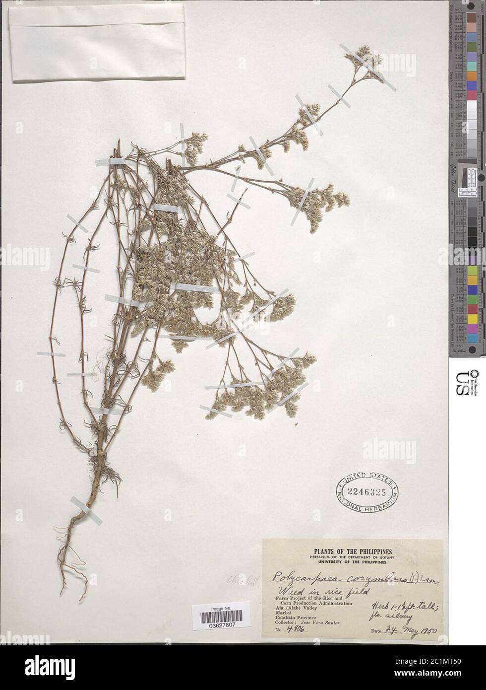 Polycarpaea hi-res stock photography and images - Alamy