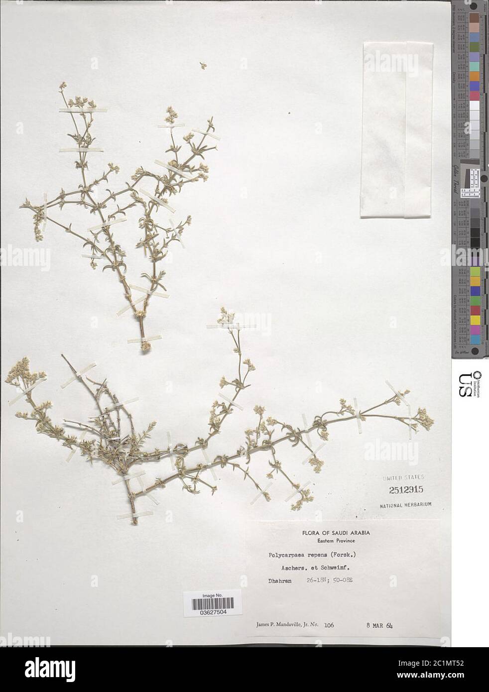 Polycarpaea repens Forssk Asch Schweinf Polycarpaea repens Forssk Asch ...