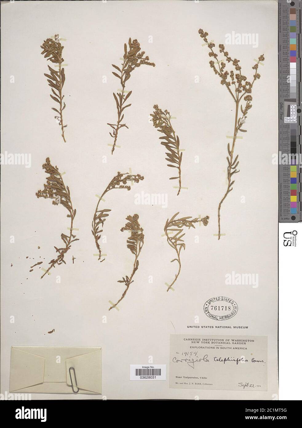 Corrigiola hi-res stock photography and images - Alamy