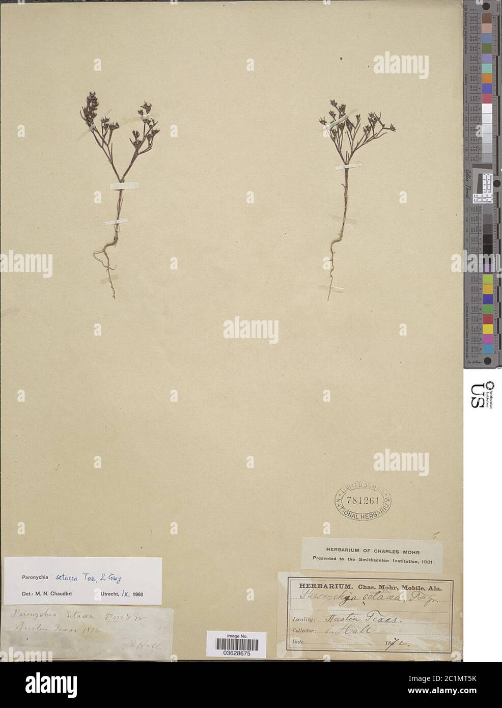Paronychia setacea var setacea Paronychia setacea var setacea Stock ...