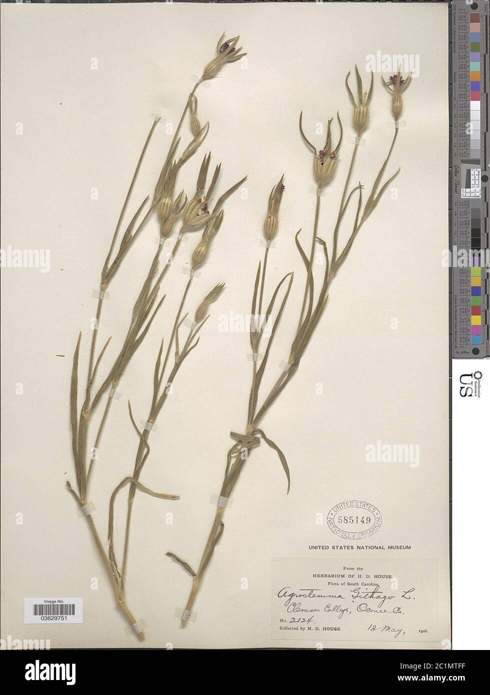 Genus agrostemma hi-res stock photography and images - Alamy