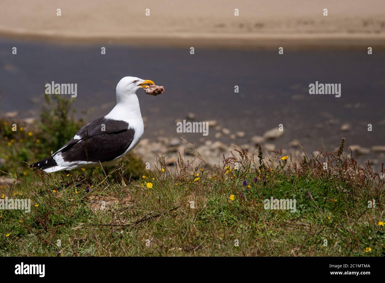 Gull with prey hi-res stock photography and images - Alamy