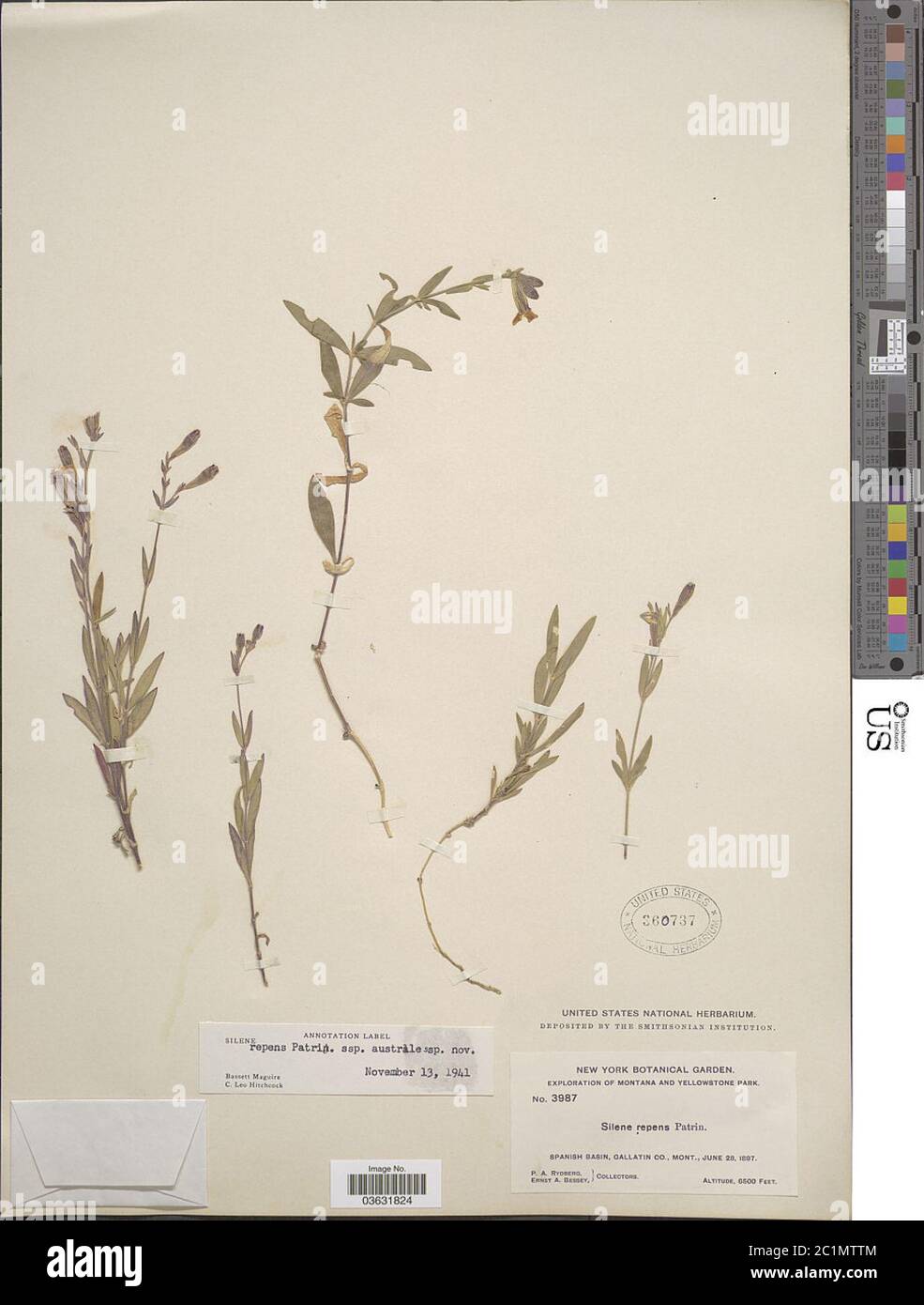 Silene repens Patrin Silene repens Patrin Stock Photo - Alamy