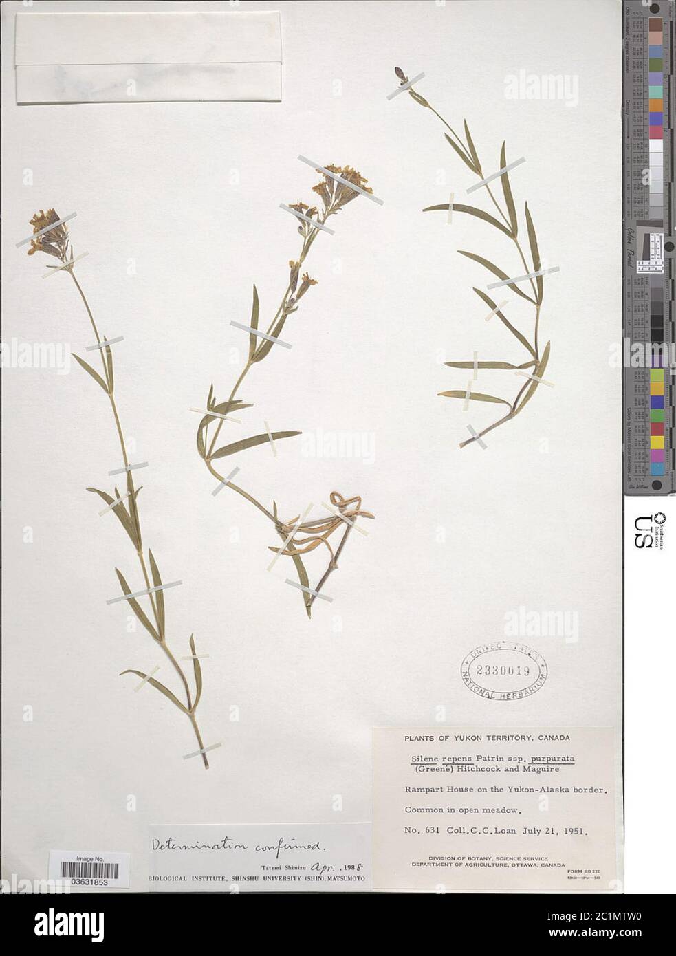 Silene repens Patrin Silene repens Patrin Stock Photo - Alamy