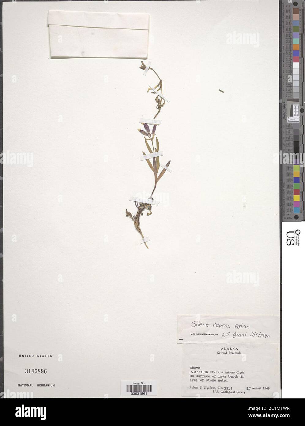 Silene repens Patrin Silene repens Patrin Stock Photo - Alamy