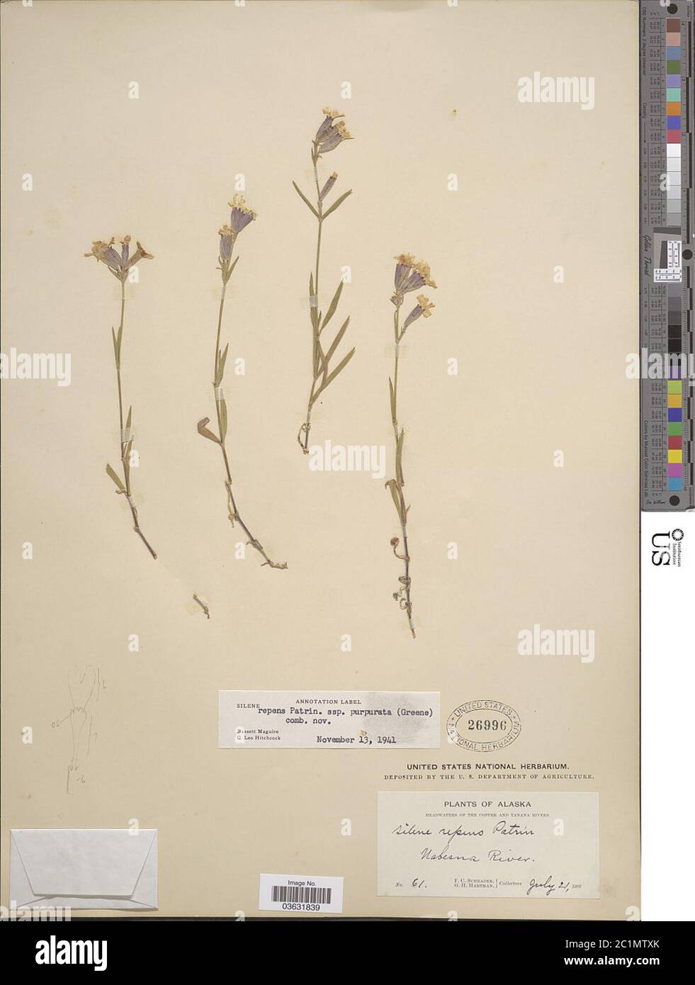 Silene repens Patrin Silene repens Patrin Stock Photo - Alamy