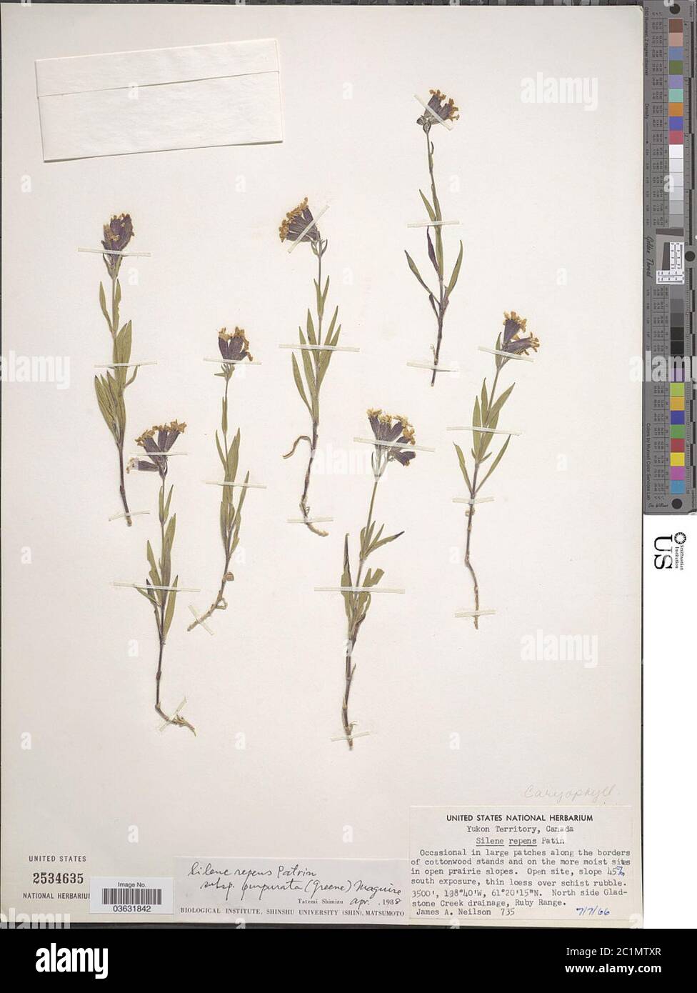 Silene repens Patrin Silene repens Patrin Stock Photo - Alamy