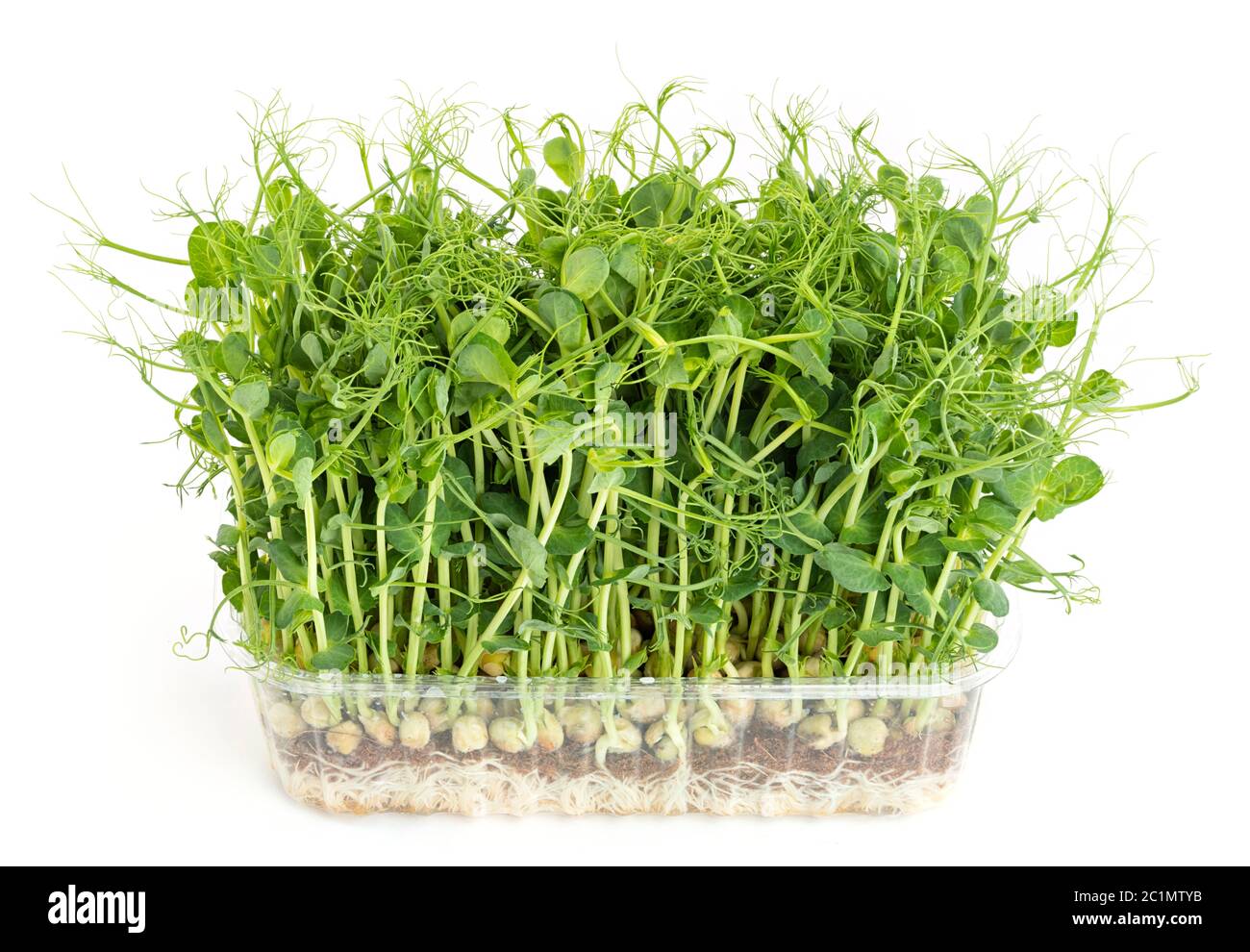 Fresh healthy pea microgreen sprouts isolated on white Stock Photo - Alamy