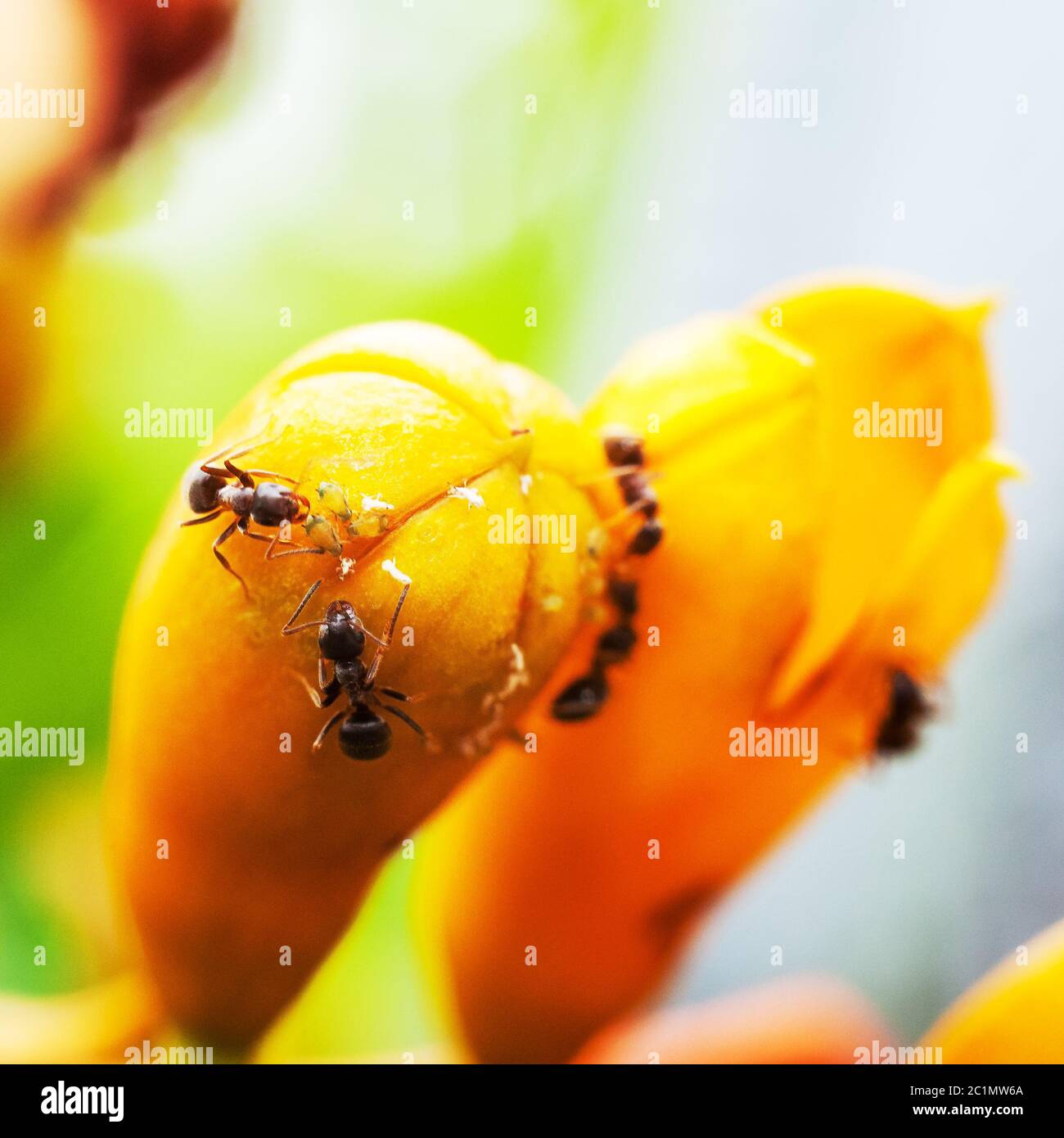 Macro of ants Stock Photo - Alamy