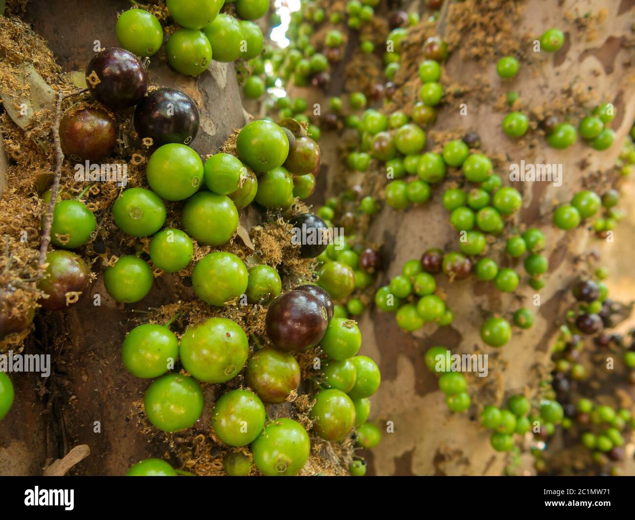 Jaboticaba brazilian tree with a lot of green fruits on trunk Stock ...