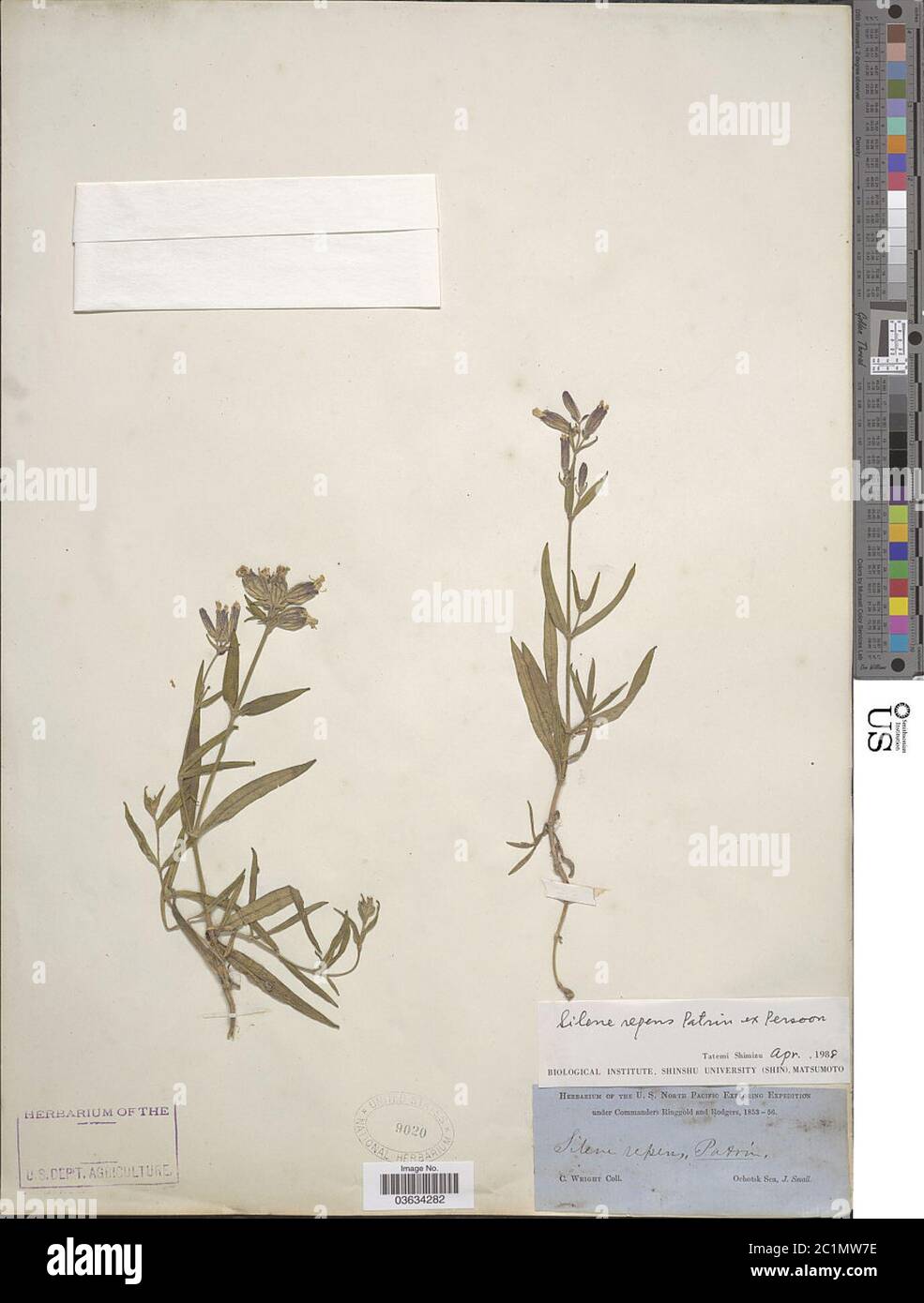 Silene repens Patrin Silene repens Patrin Stock Photo - Alamy