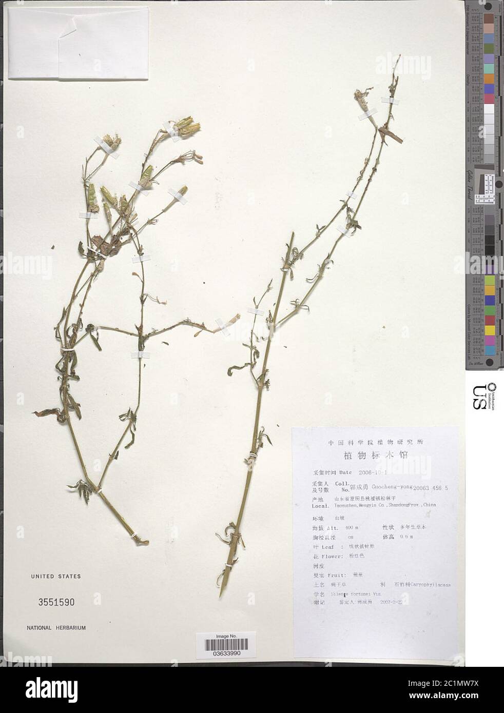 Silene fortunei Vis Silene fortunei Vis Stock Photo - Alamy