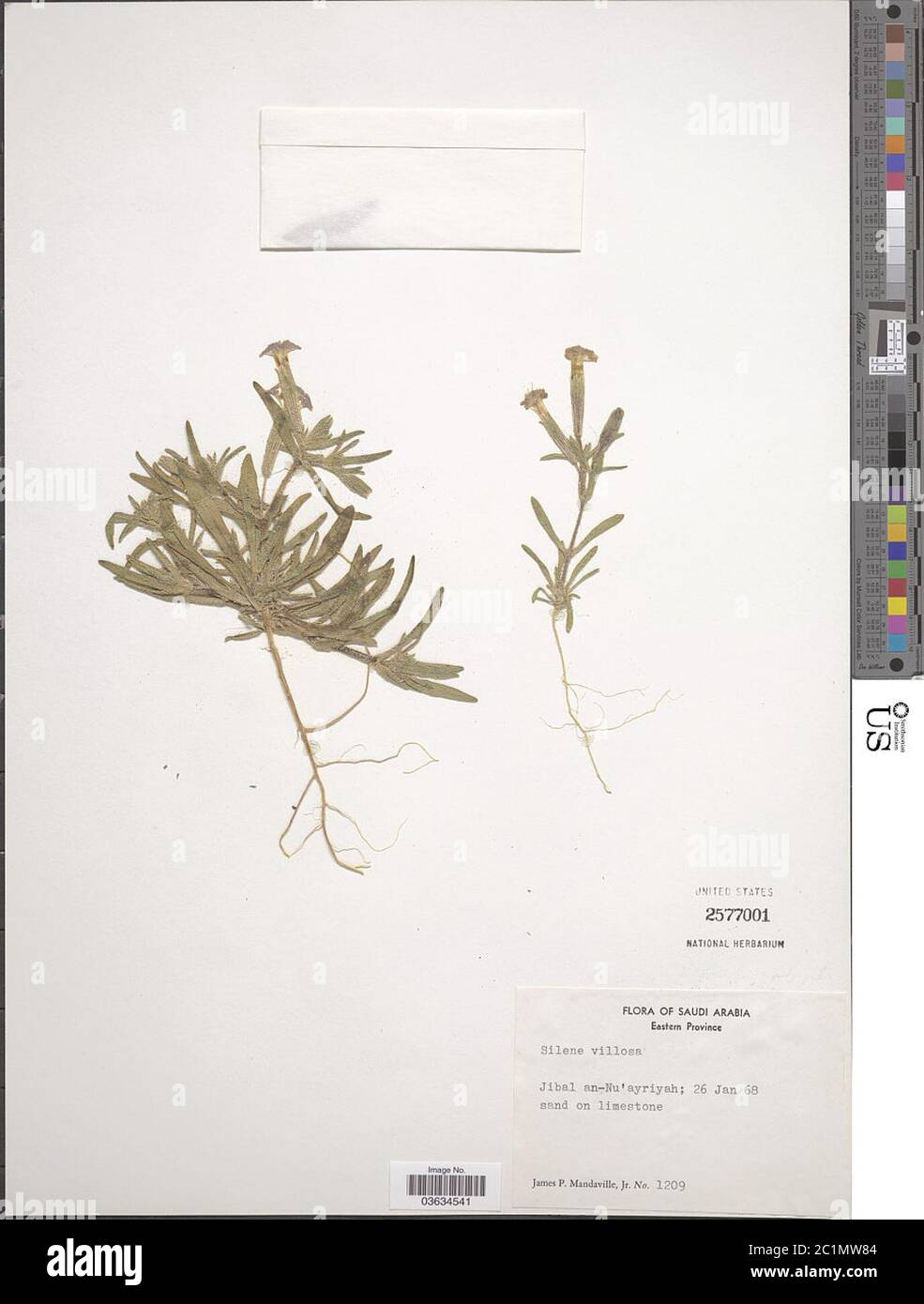 Silene villosa Forssk Silene villosa Forssk Stock Photo - Alamy