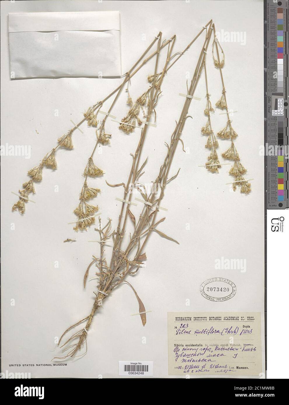 Silene multiflora Ehrh Pers Silene multiflora Ehrh Pers Stock Photo - Alamy