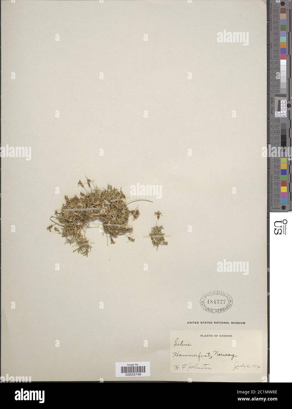 Silene silene sp hi-res stock photography and images - Alamy