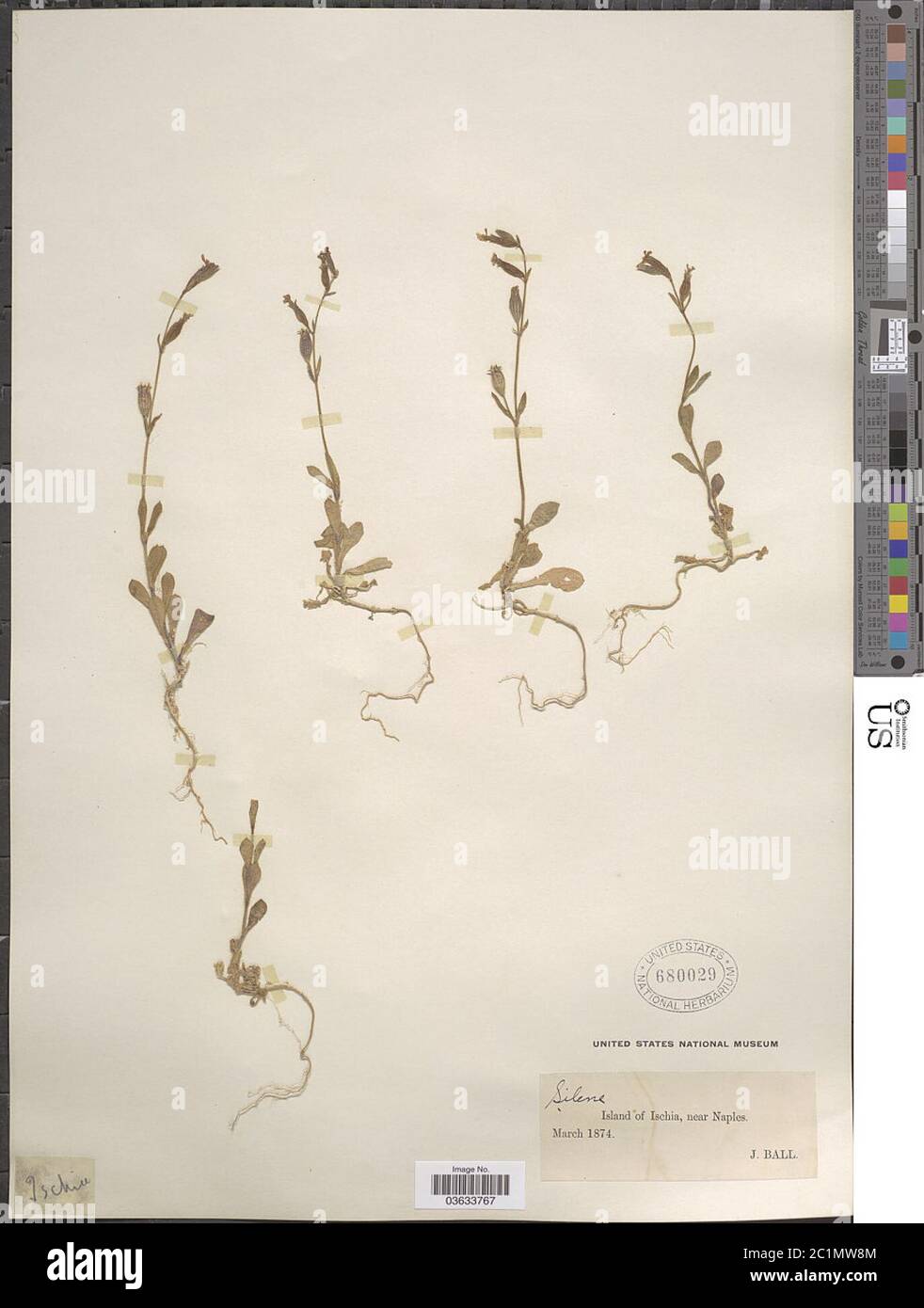 Silene silene sp hi-res stock photography and images - Alamy