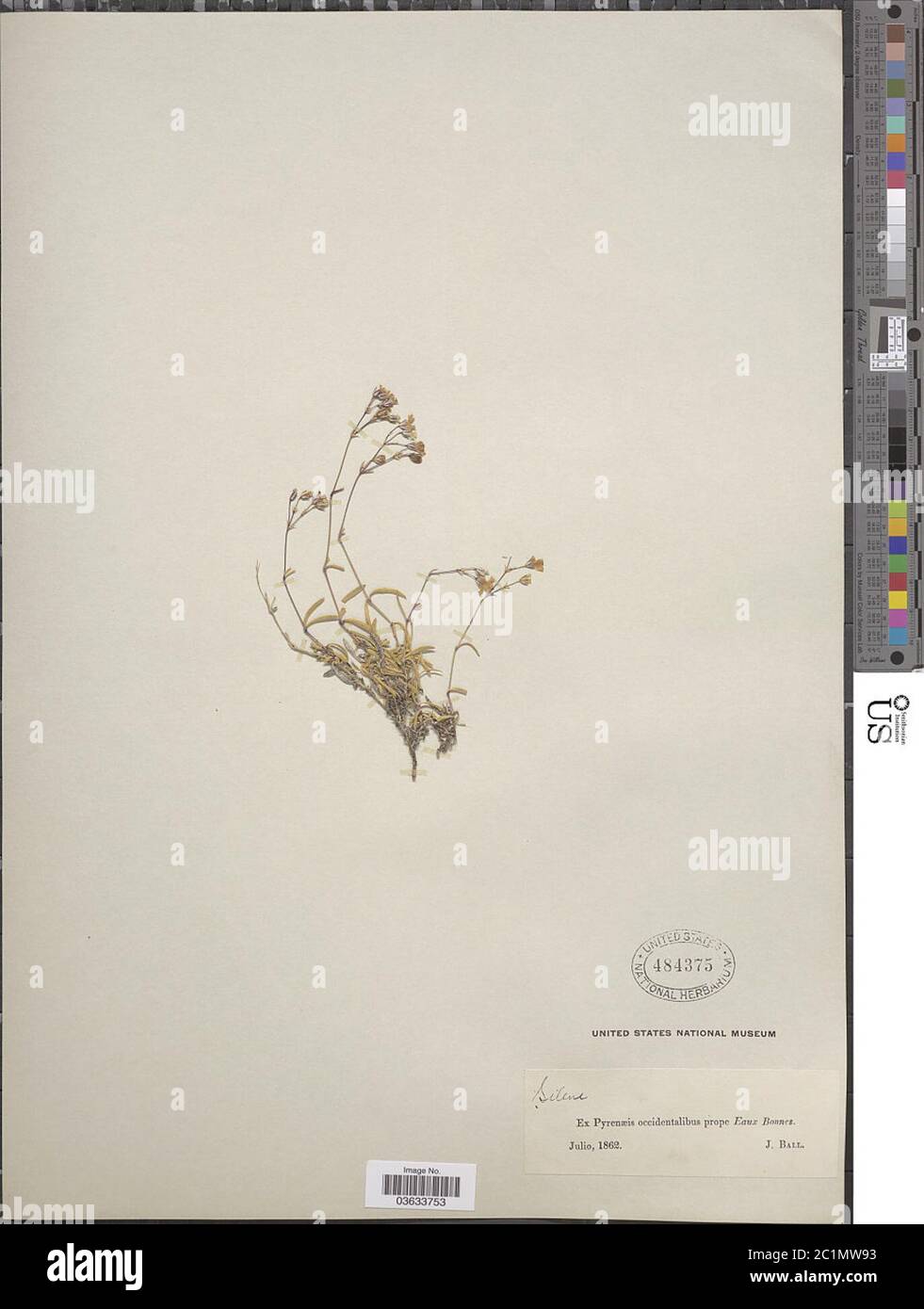 Genus silene hi-res stock photography and images - Alamy