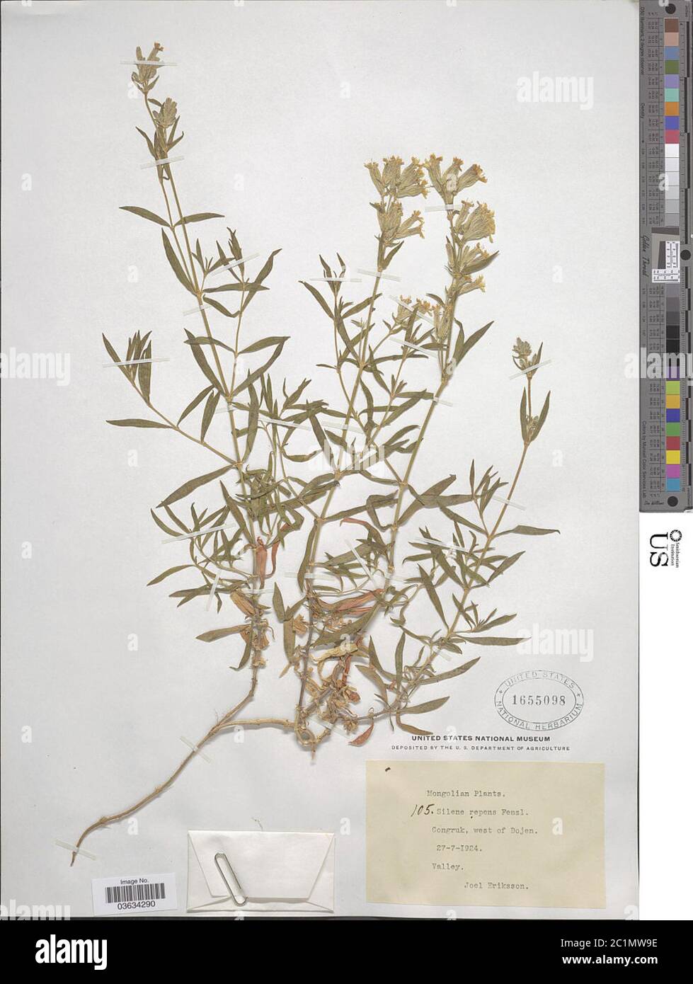 Silene repens Patrin Silene repens Patrin Stock Photo - Alamy