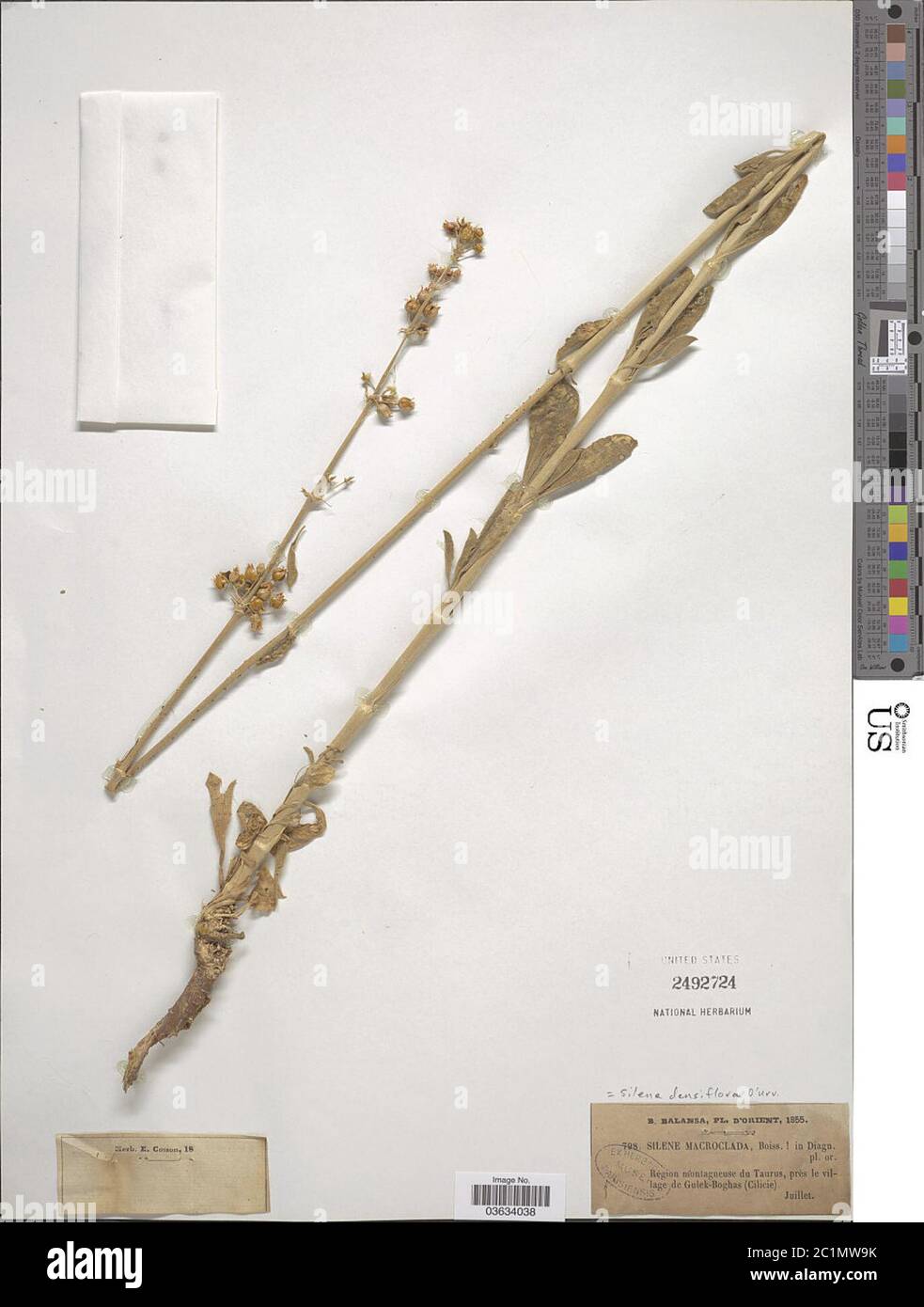 Silene densiflora Dusn Bocquet Silene densiflora Dusn Bocquet Stock ...