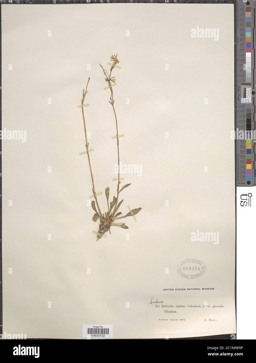 Silene silene sp hi-res stock photography and images - Alamy