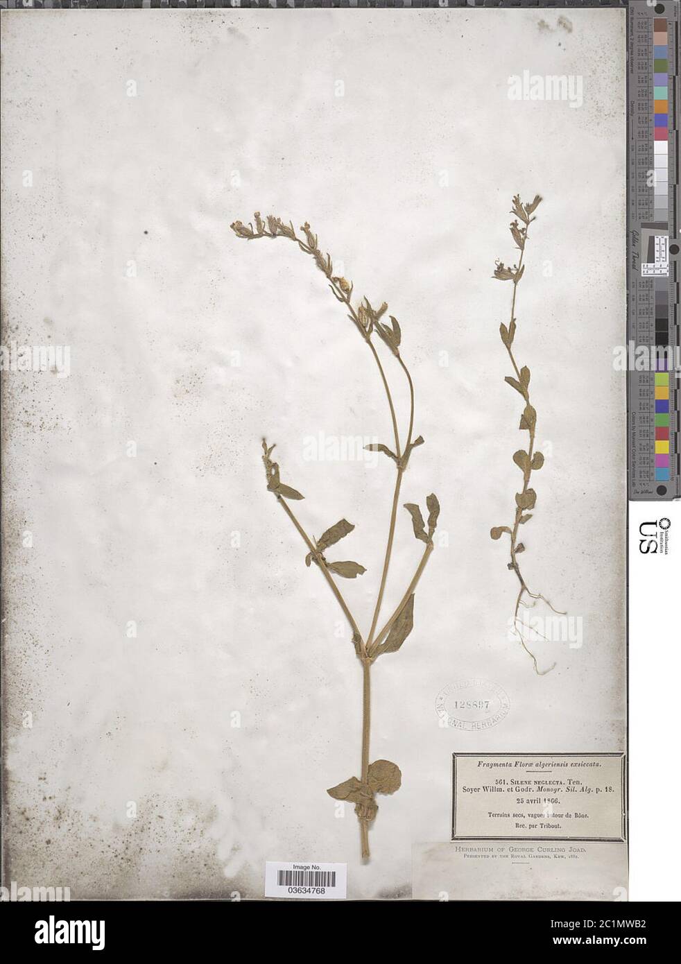 Silene neglecta Ten Silene neglecta Ten Stock Photo - Alamy