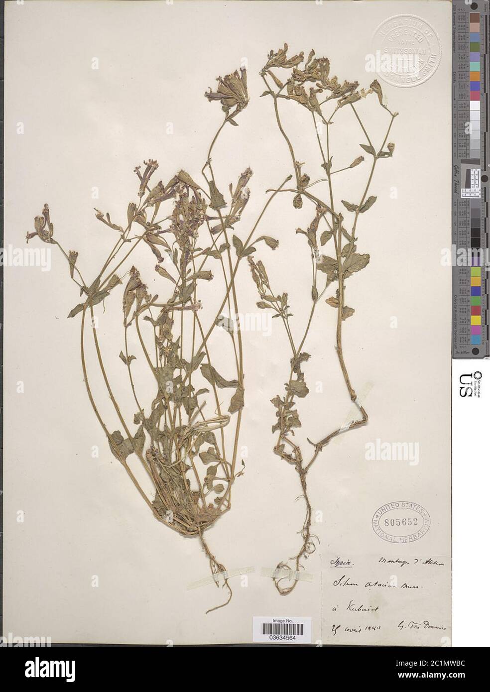 Species silene hi-res stock photography and images - Alamy
