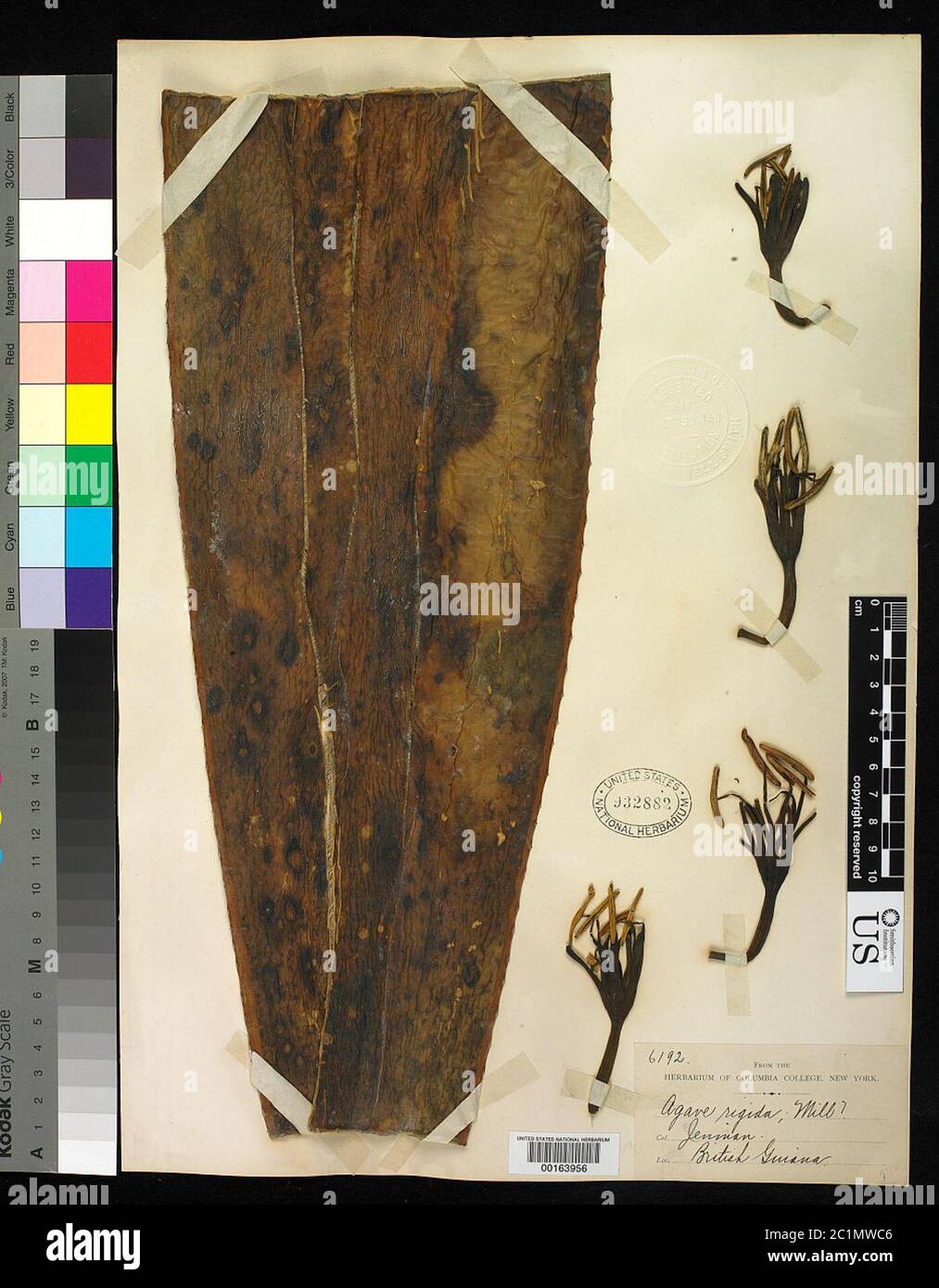 Agave rigida Mill Agave rigida Mill Stock Photo - Alamy