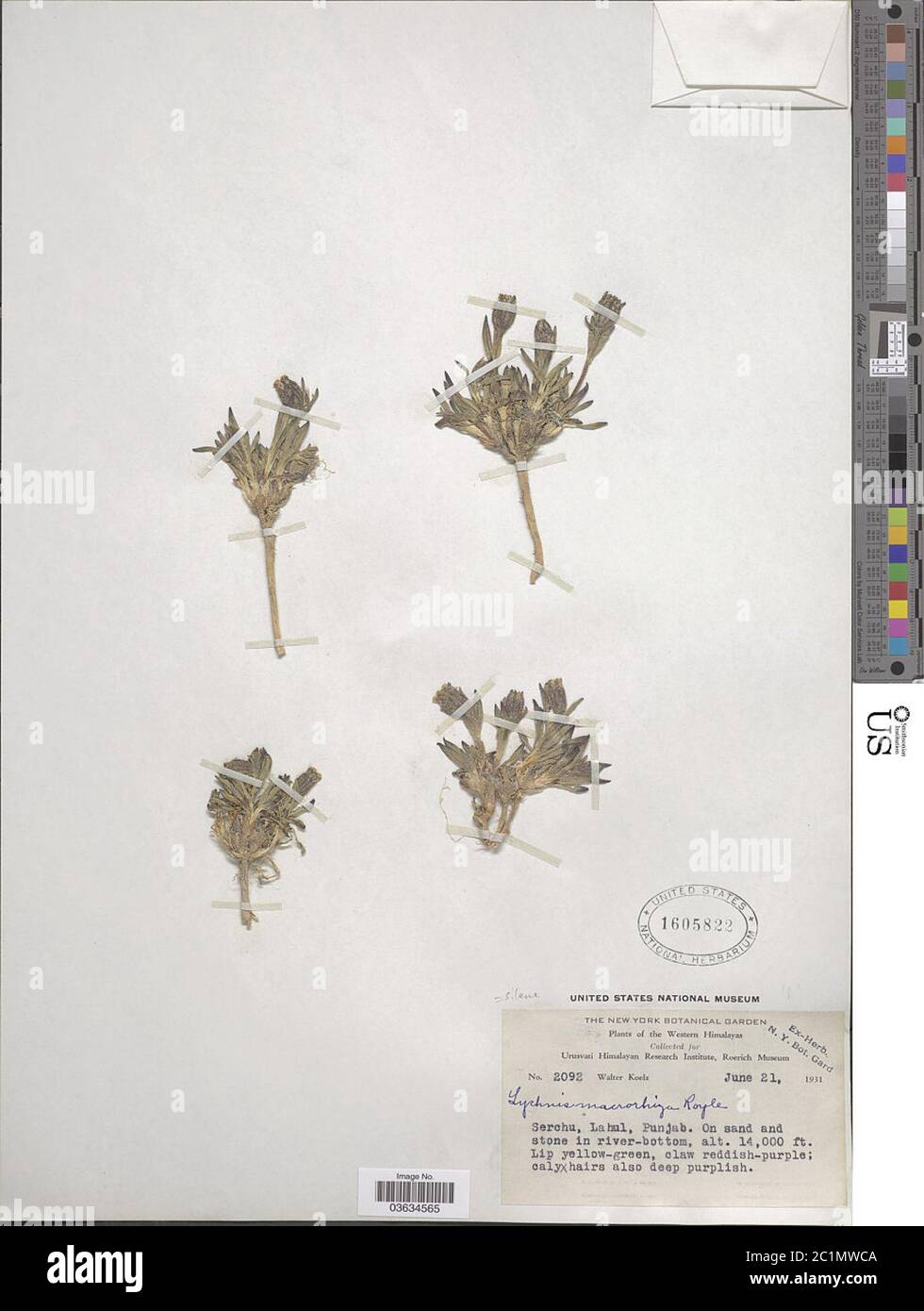 Silene sp Silene sp Stock Photo - Alamy